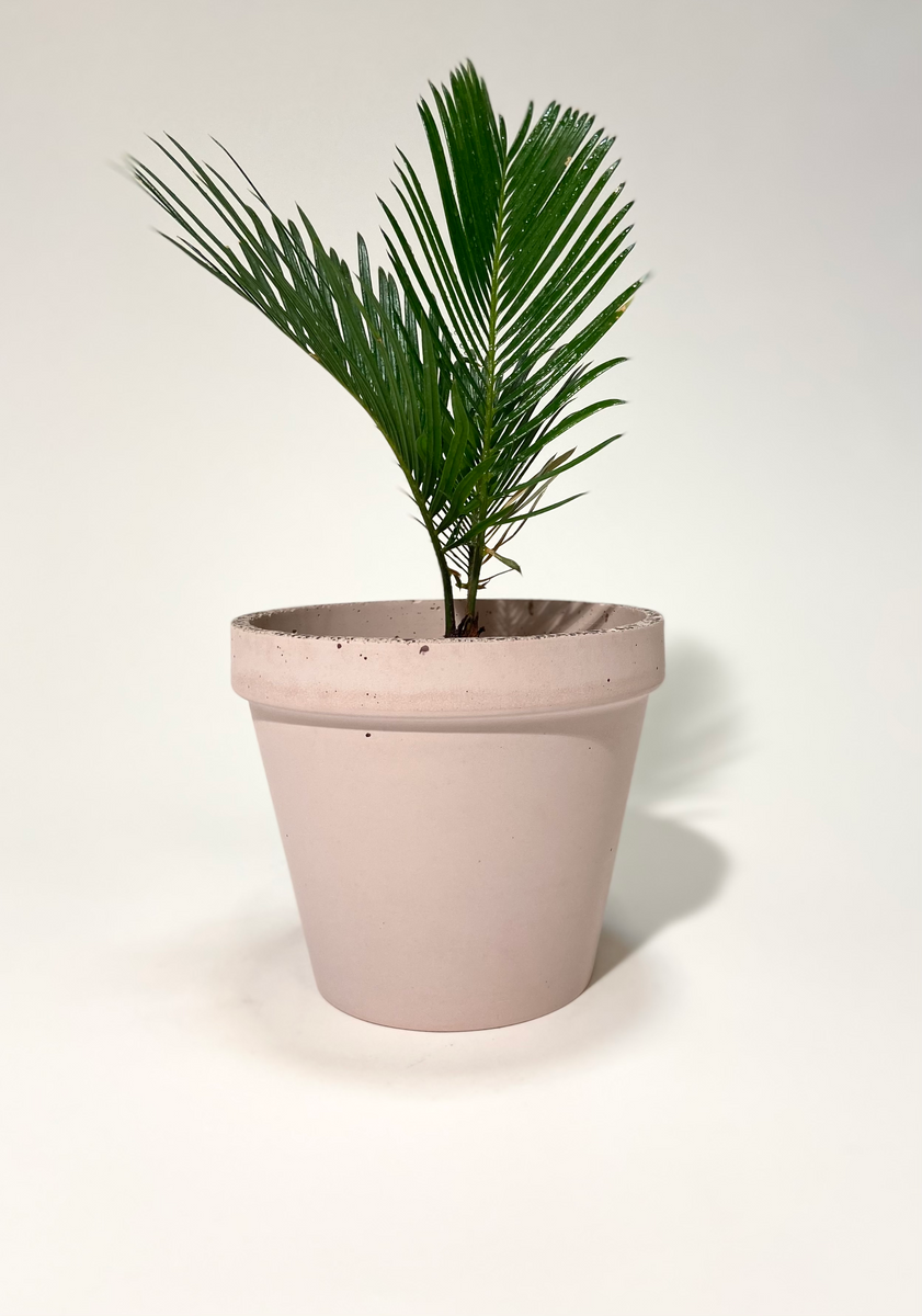 Concrete pot Rose Trapezium Small – Legitamaterials