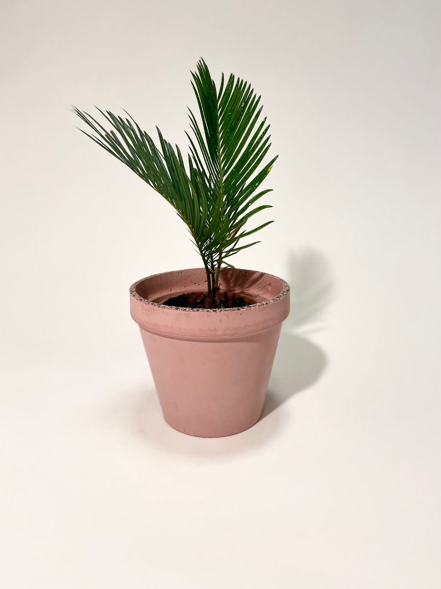 Concrete pot Pink Trapezium Small – Legitamaterials